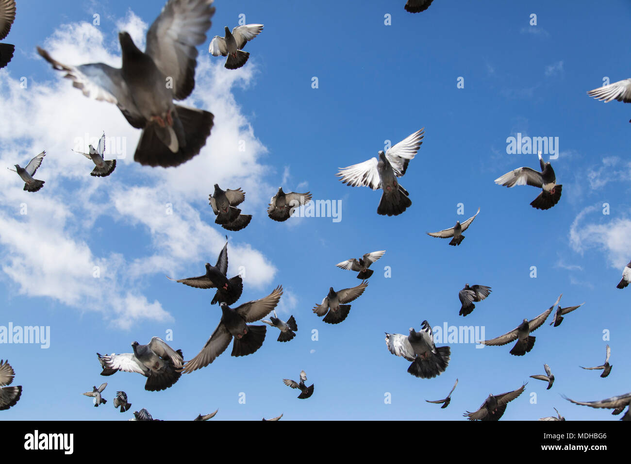 Flight Of Pigeons
