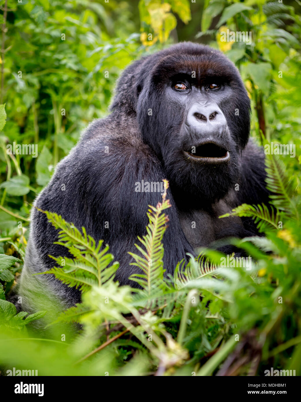 Gorilla family hi-res stock photography and images - Alamy