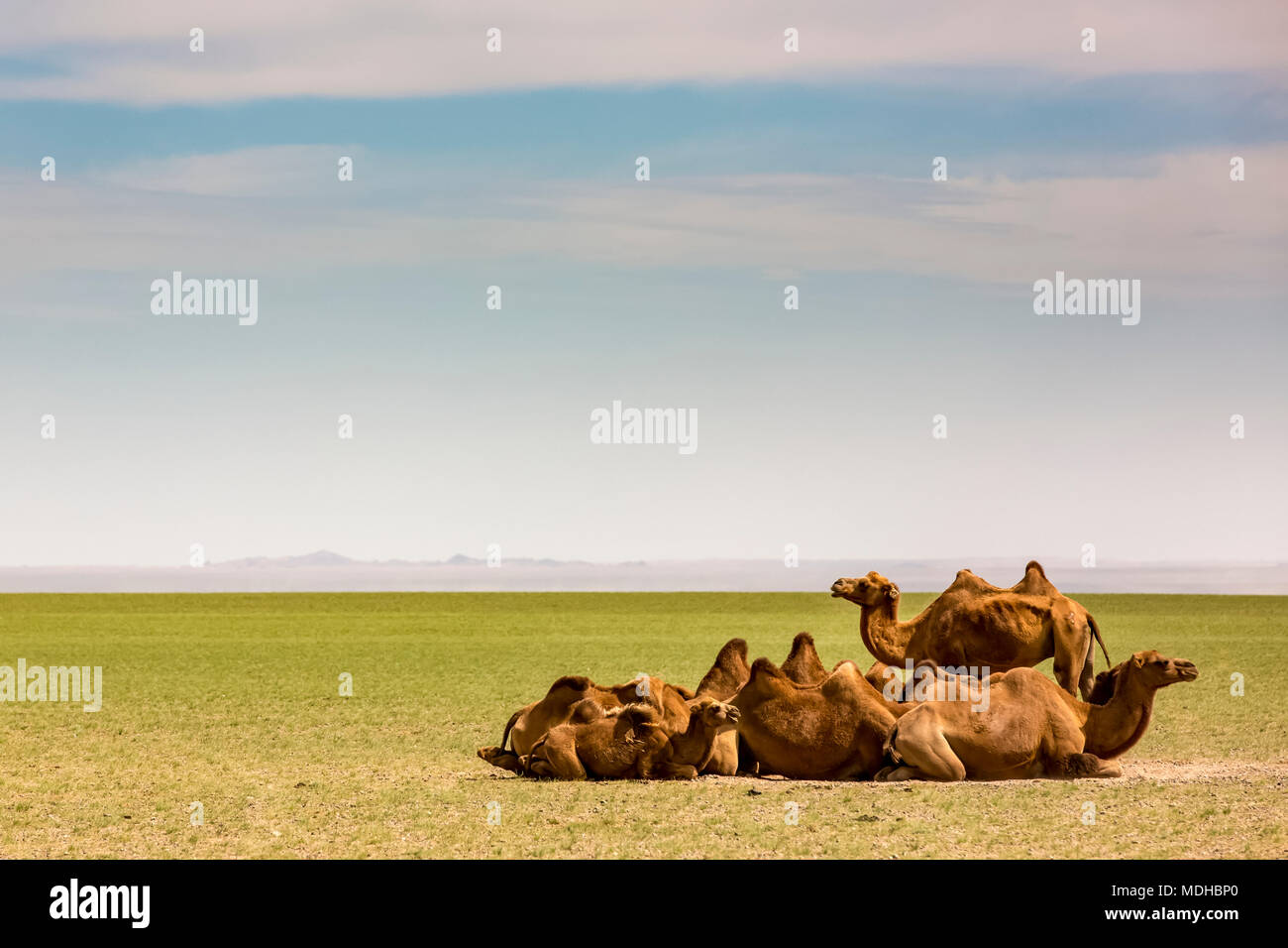 Camels on the Gobi Desert; Ulaanbaatar, Ulaanbattar, Mongolia Stock ...