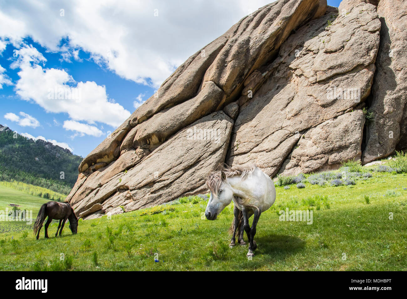 Turtle formation hi-res stock photography and images - Alamy