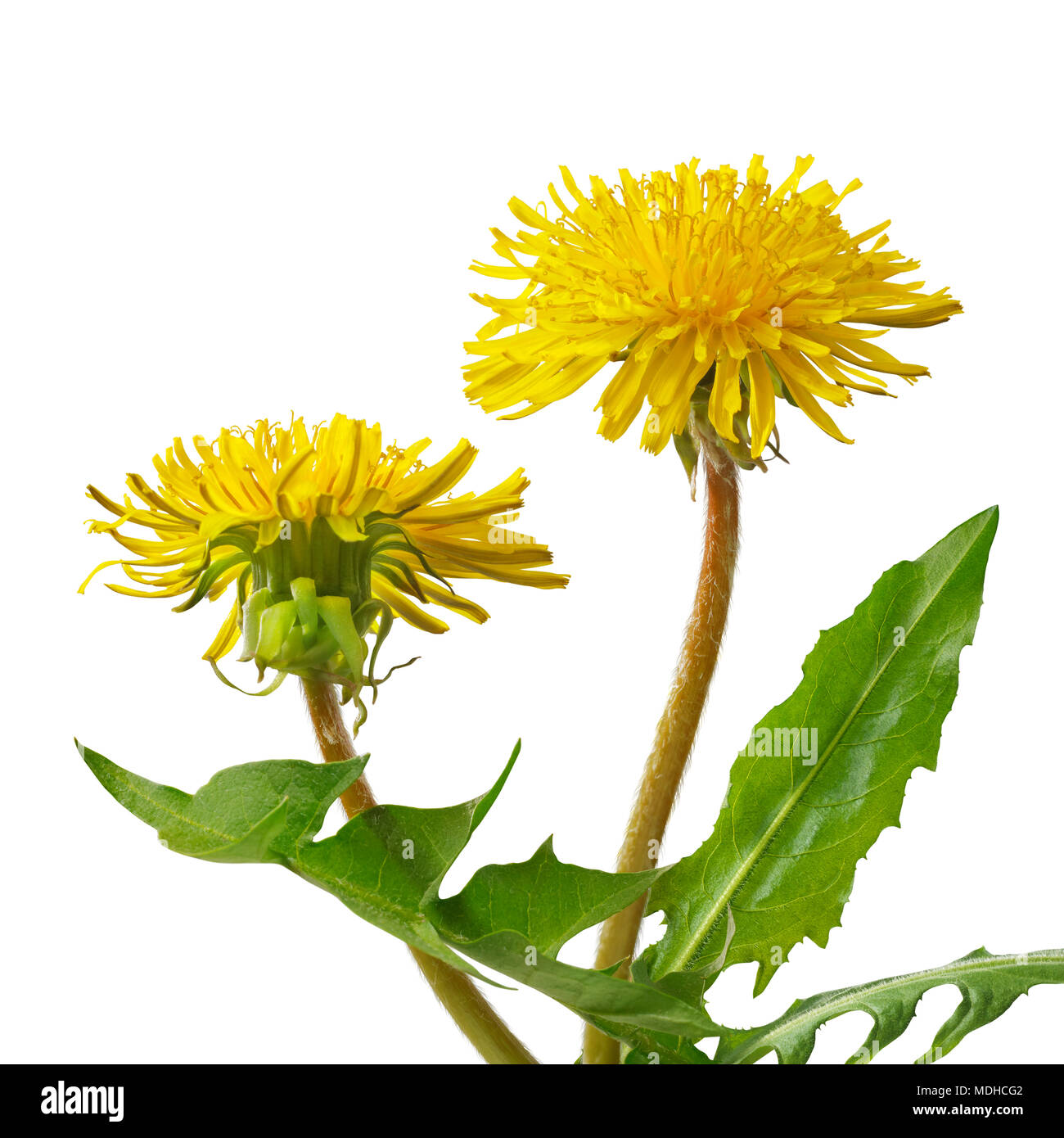 Bright yellow dandelions with green leaves on a white background Stock ...