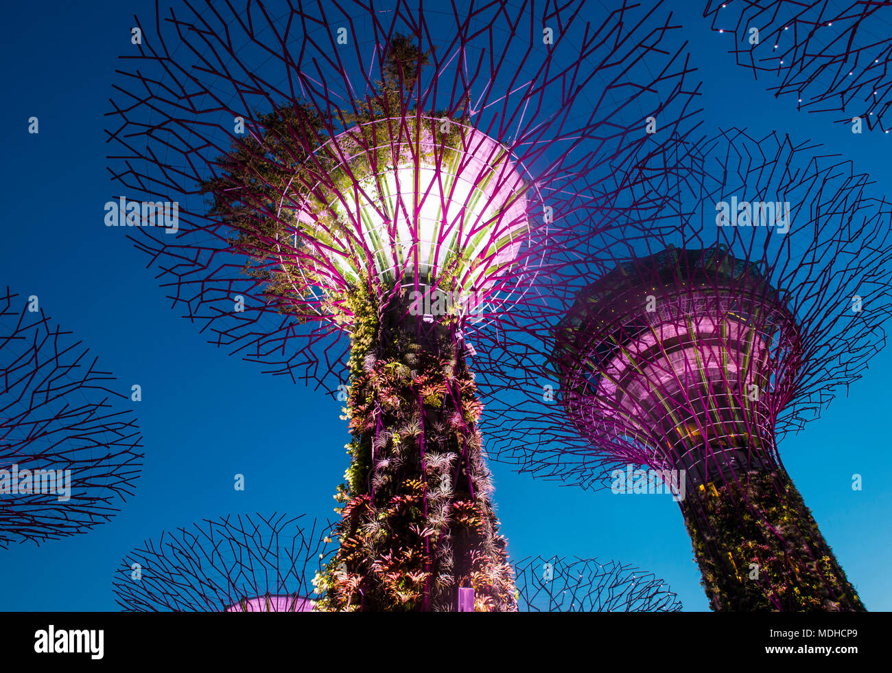 Supertrees in Gardens by the Bay in Singapore Stock Photo - Alamy
