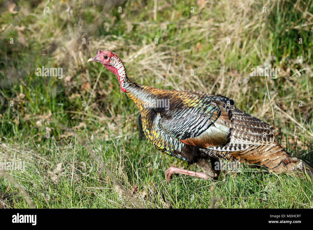 Wild Turkey Walking Side View High Resolution Stock Photography and ...