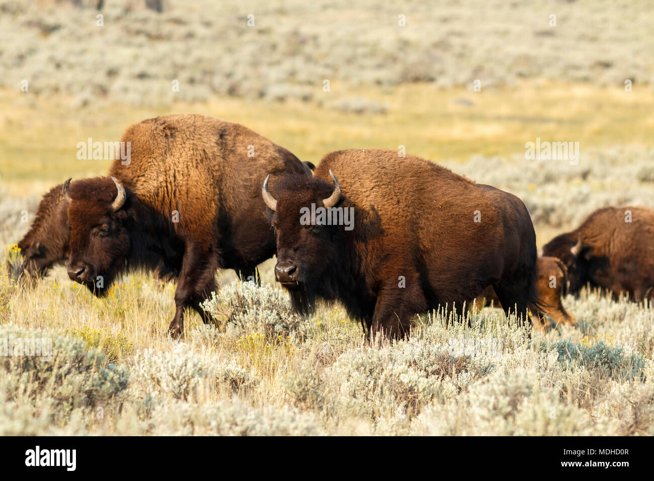 Bison yellowstone hi-res stock photography and images - Alamy