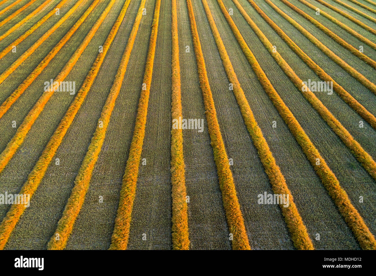 Blackie alberta hi-res stock photography and images - Alamy