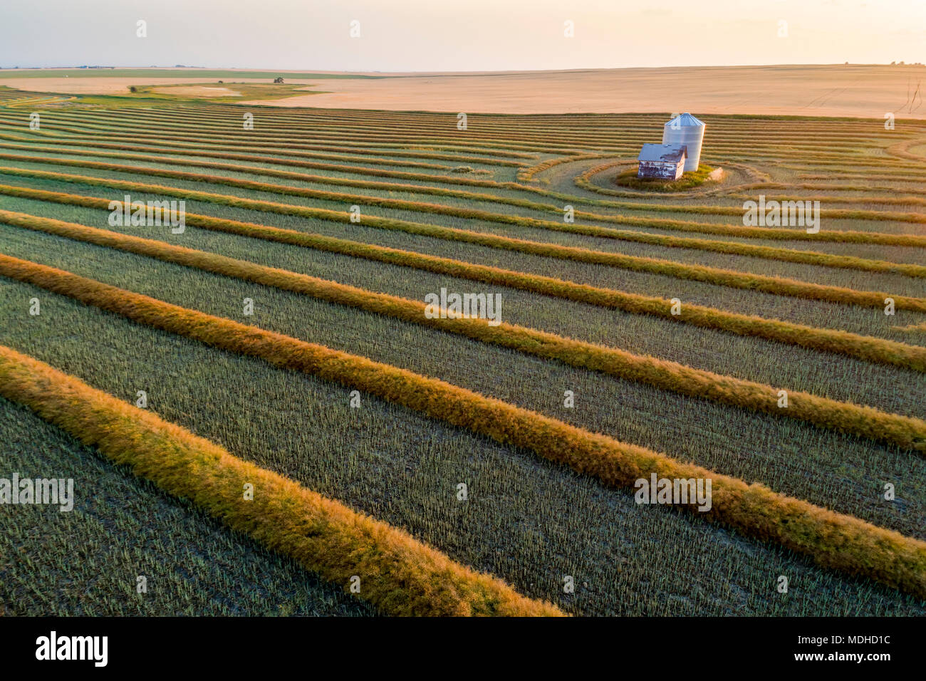 Aerial views of canola harvest lines glowing at sunset; Blackie ...