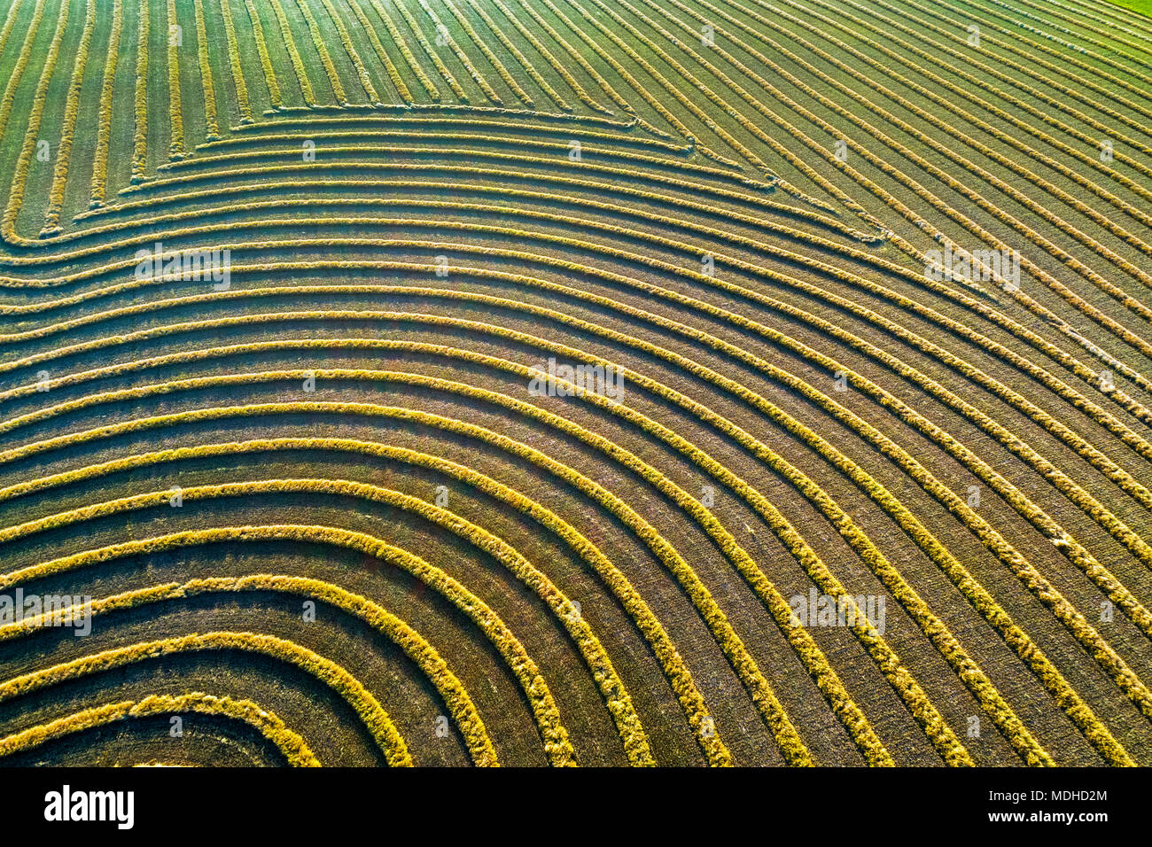 Aerial harvest canola hi-res stock photography and images - Alamy
