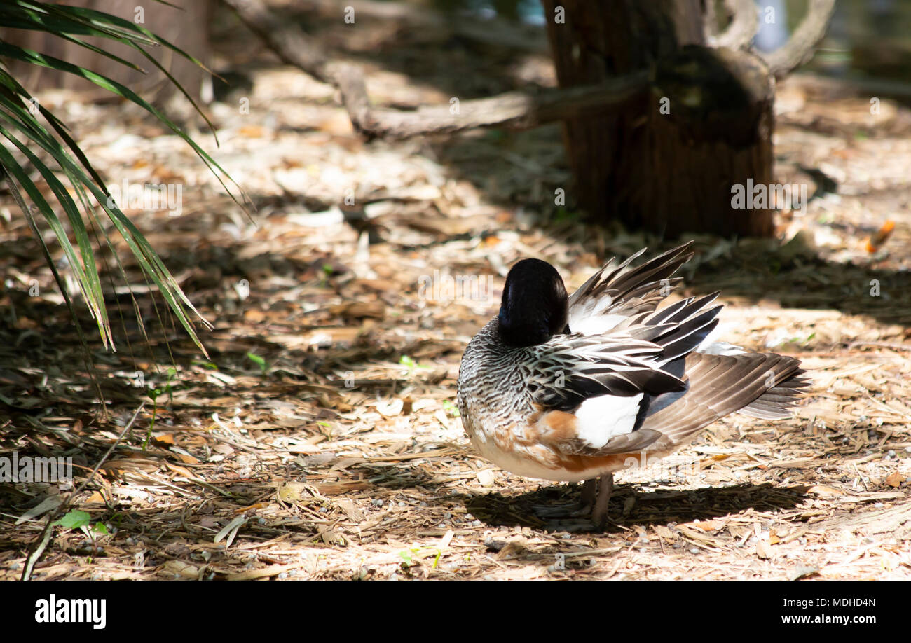 Fowl position hi-res stock photography and images - Alamy