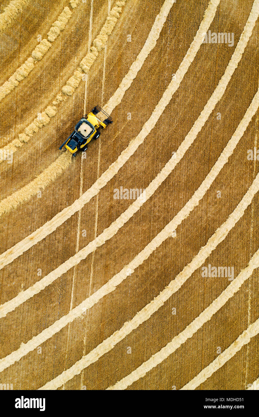 Aerial view directly above a combine collecting lines of grain ...