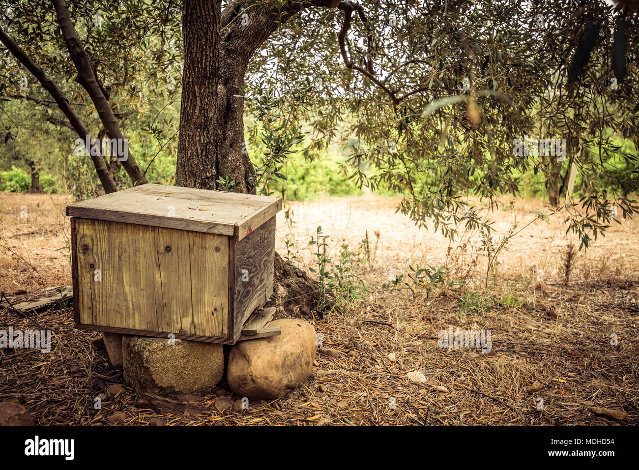 A man-made beehive under an olive tree Stock Photo - Alamy