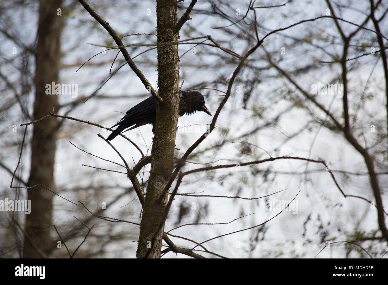 Large corvus brachyrhynchos hi-res stock photography and images - Alamy