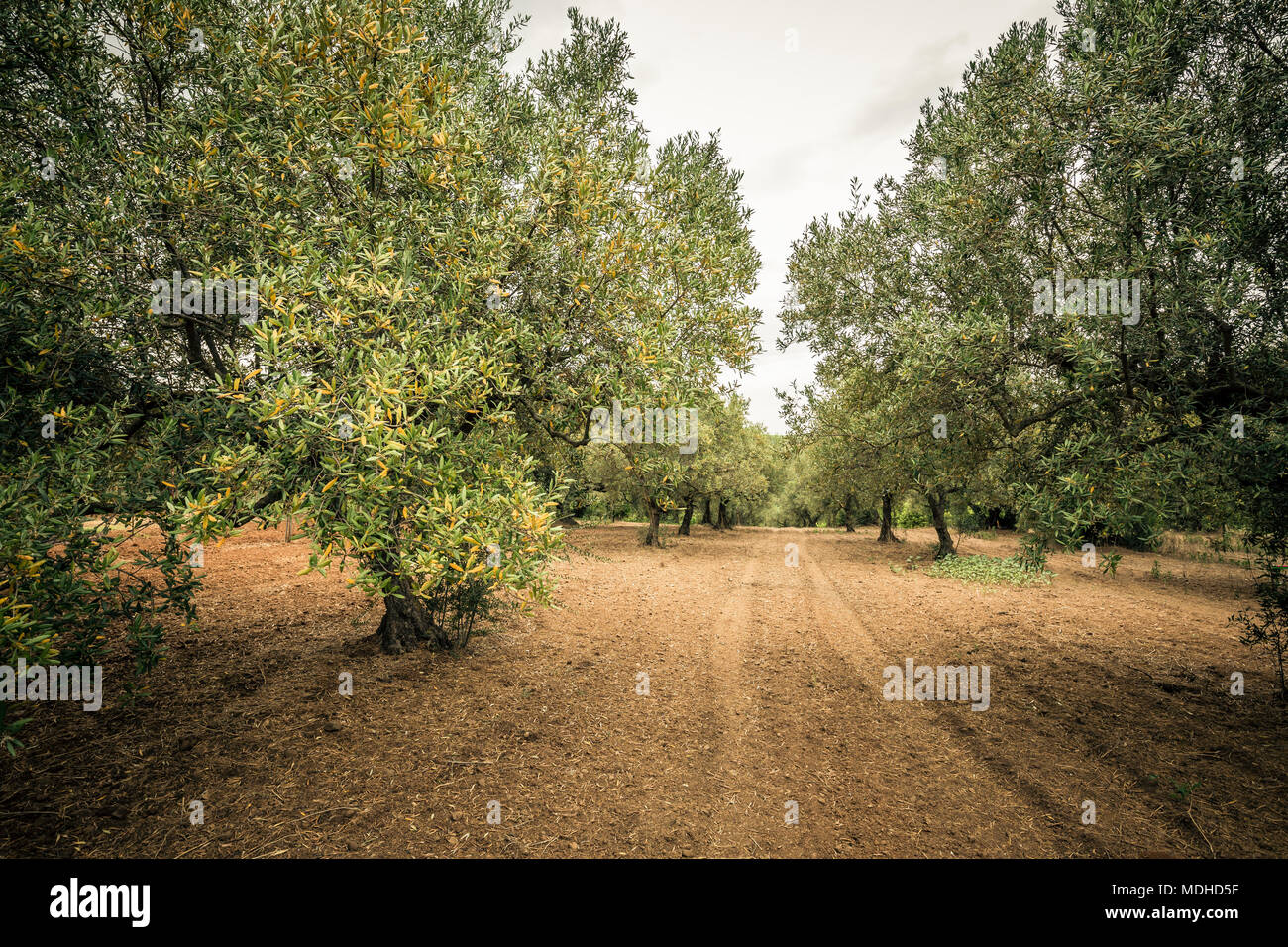 Olive grove and dirt path. Agricultural field. Sicily Stock Photo - Alamy