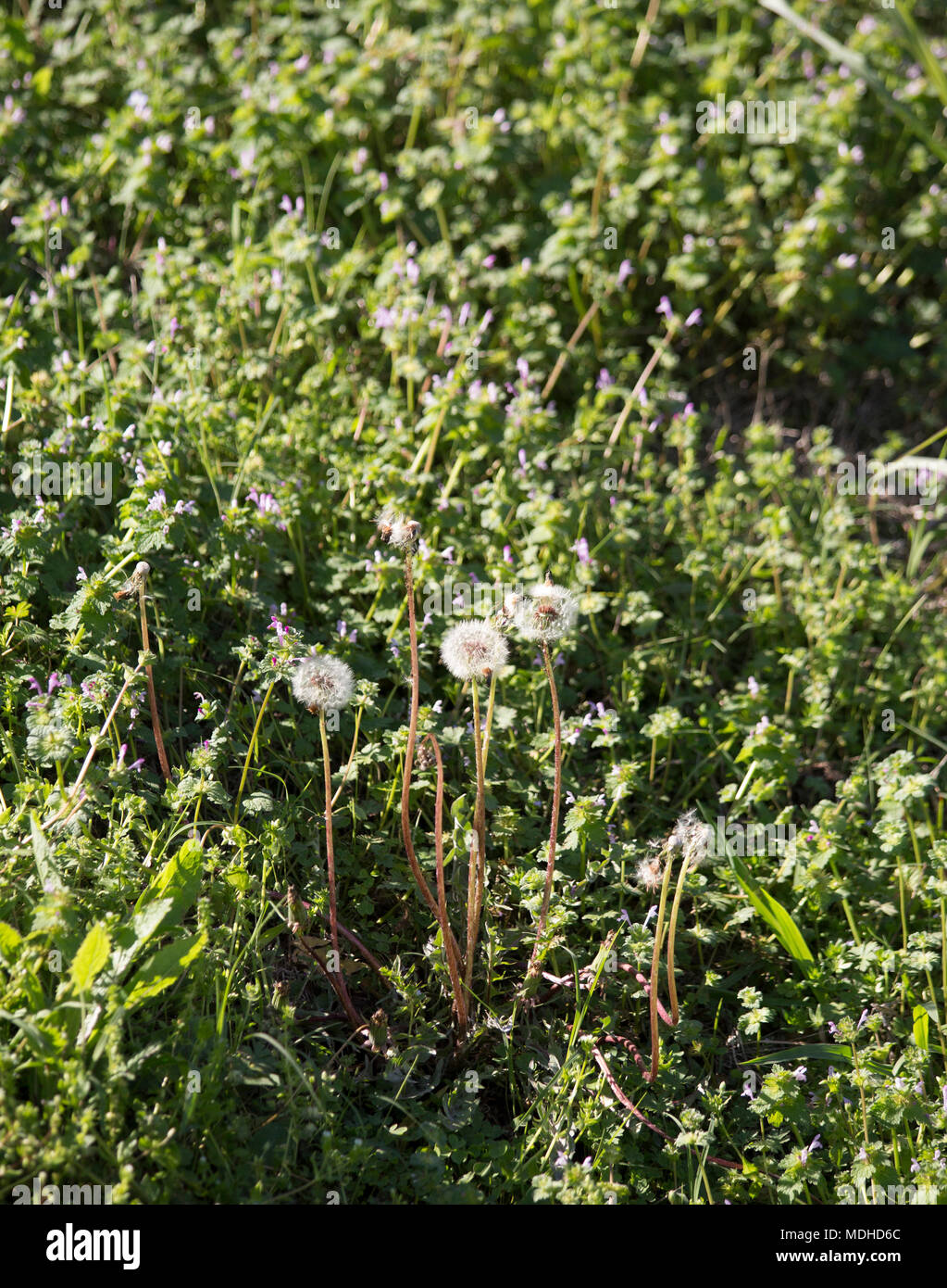 Patch of dandelion clocks growing in lush green grass Stock Photo - Alamy