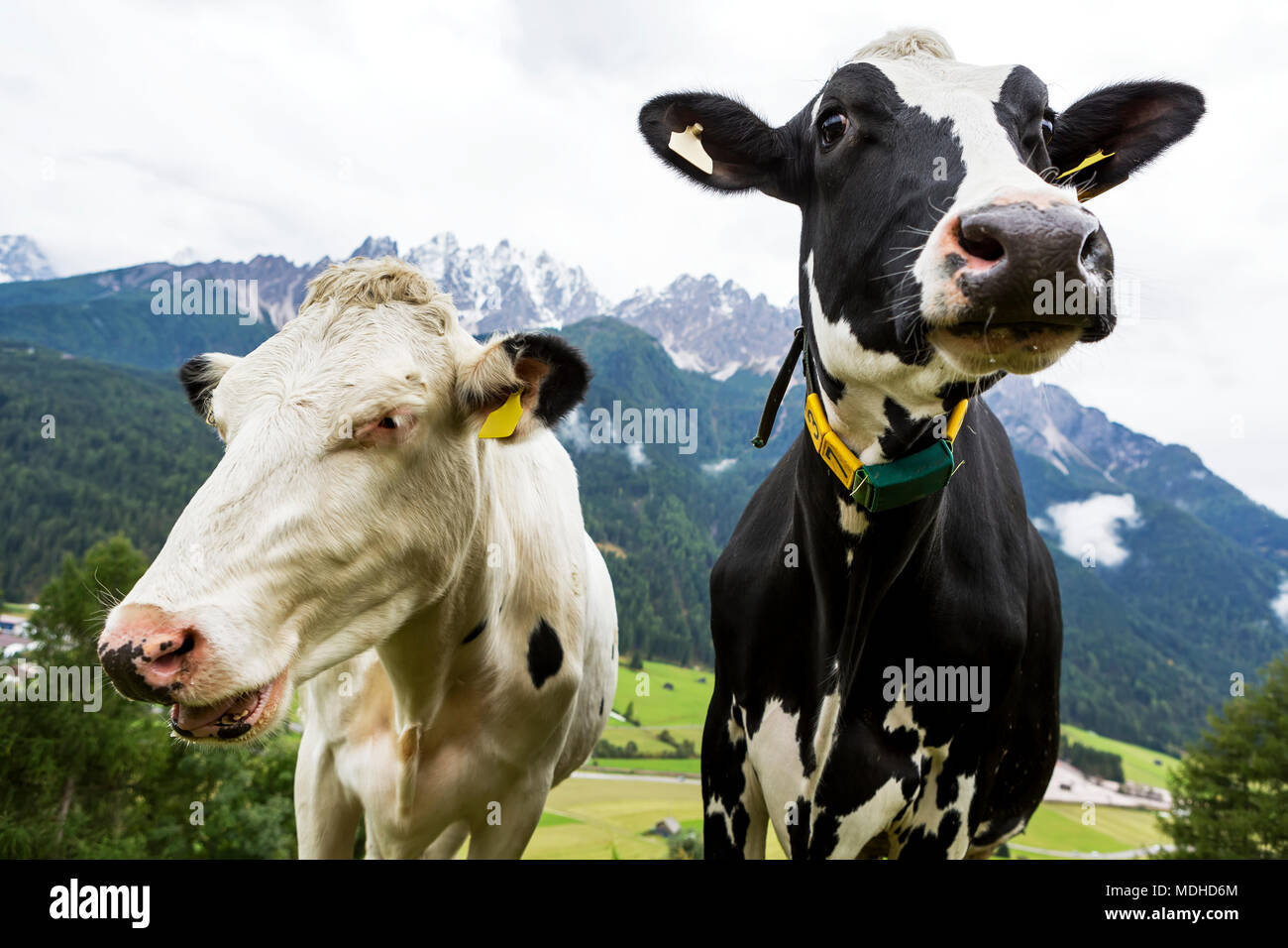 Diary cows hi-res stock photography and images - Alamy