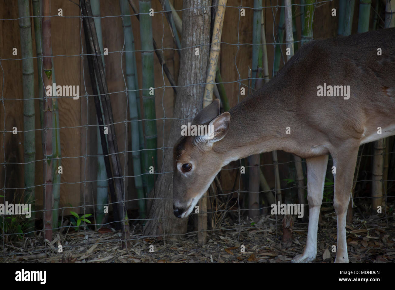 Cautious white-tailed deer doe (Odocoileus virginianus) listening for ...