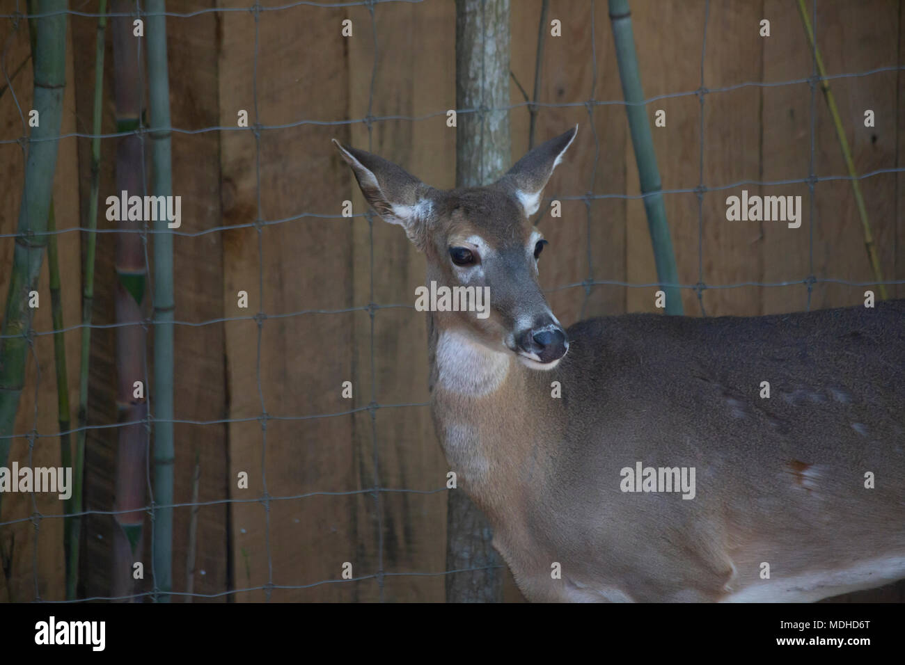 Cautious white-tailed deer doe (Odocoileus virginianus) listening for ...