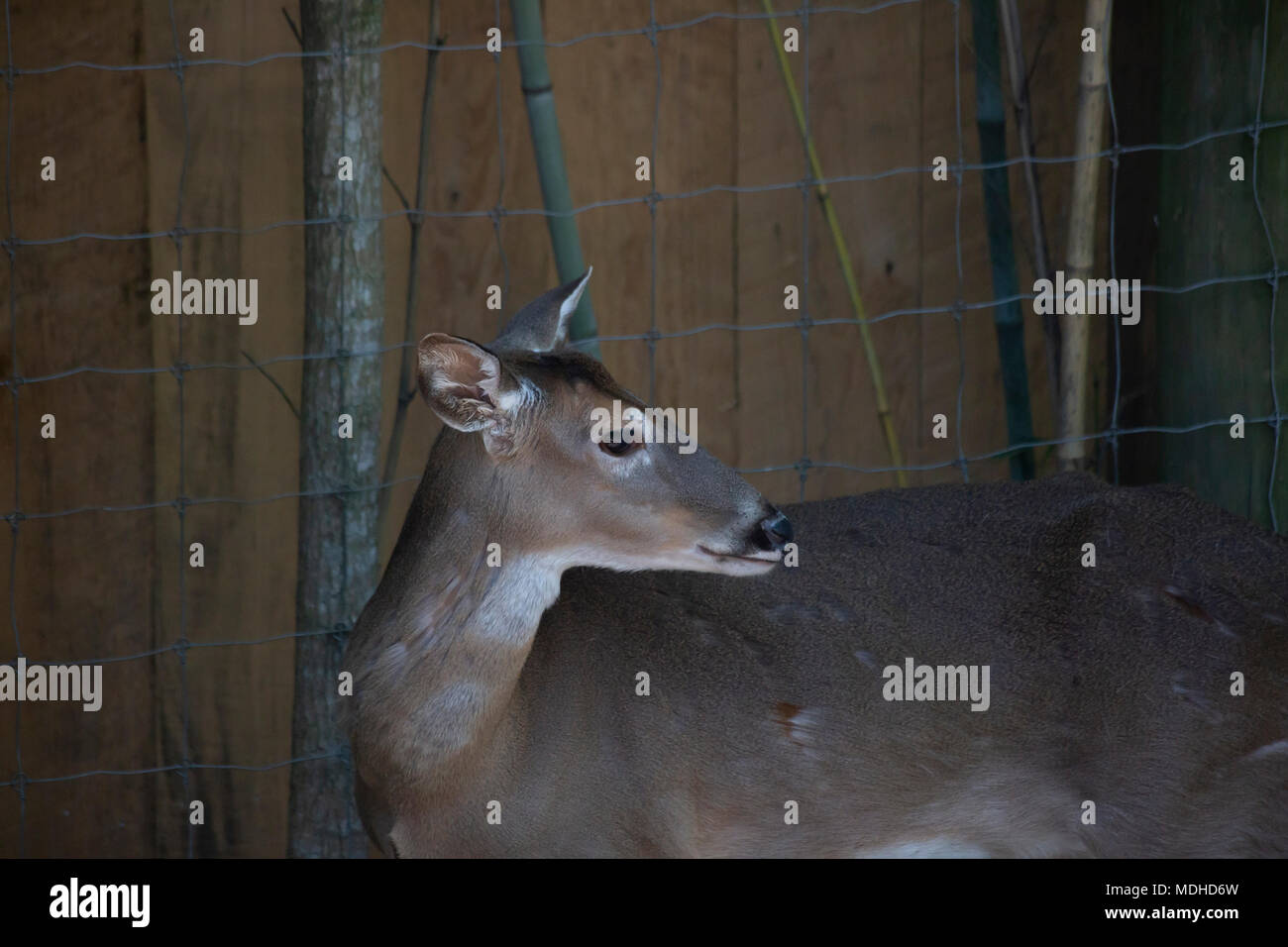 Cautious white-tailed deer doe (Odocoileus virginianus) listening for ...