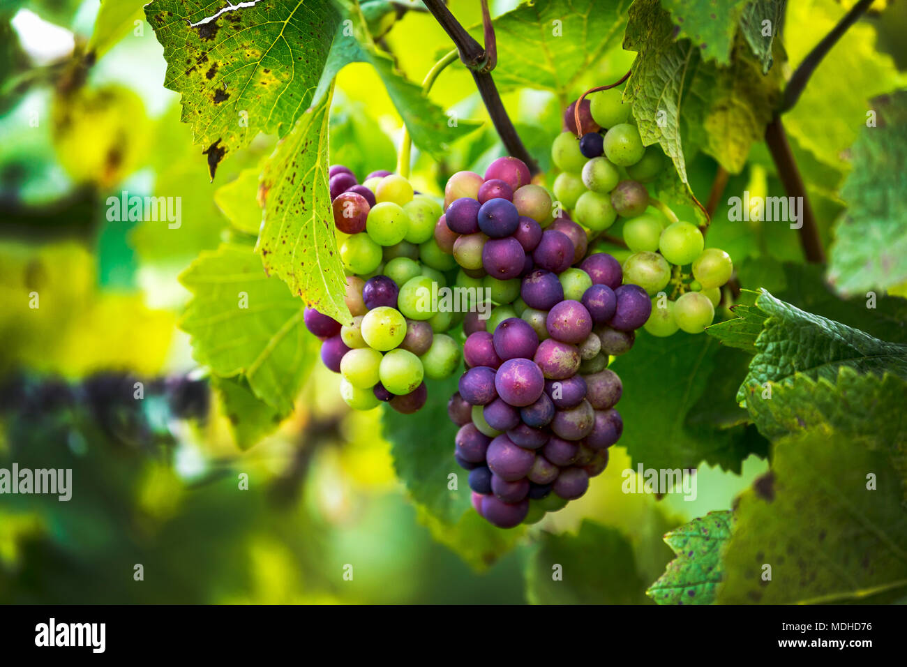 Cluster growth hi-res stock photography and images - Alamy