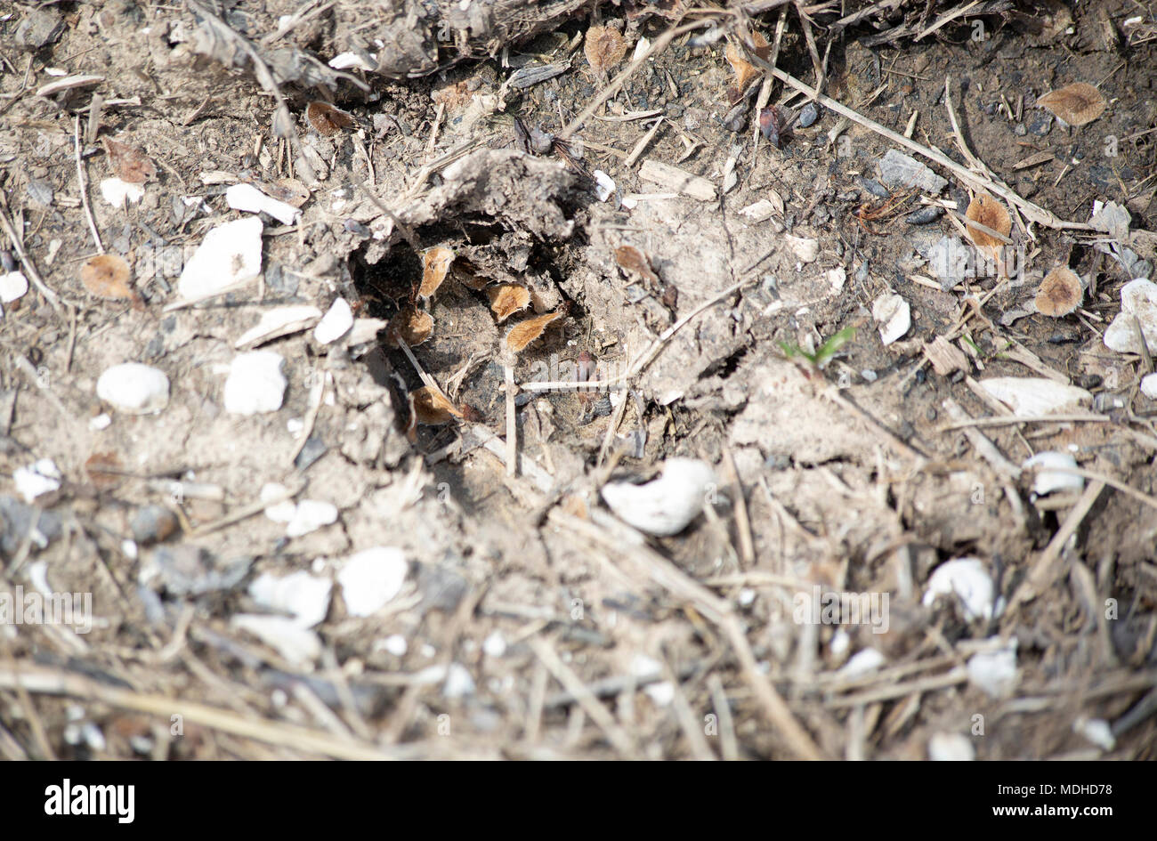 Wildlife tracks identification hi-res stock photography and images - Alamy
