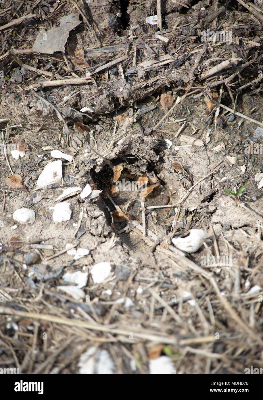 Wildlife tracks identification hi-res stock photography and images - Alamy