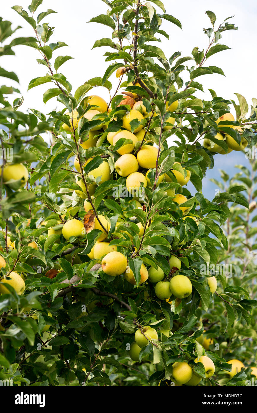 Caldaro italy hi-res stock photography and images - Alamy