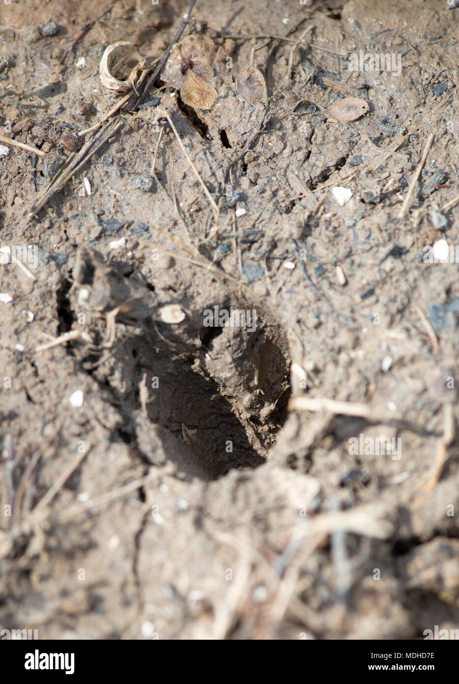 Wildlife tracks identification hi-res stock photography and images - Alamy