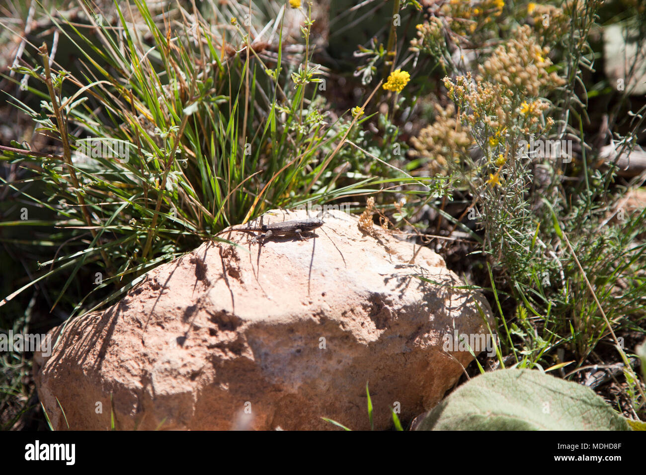 Exposed claws hi-res stock photography and images - Alamy