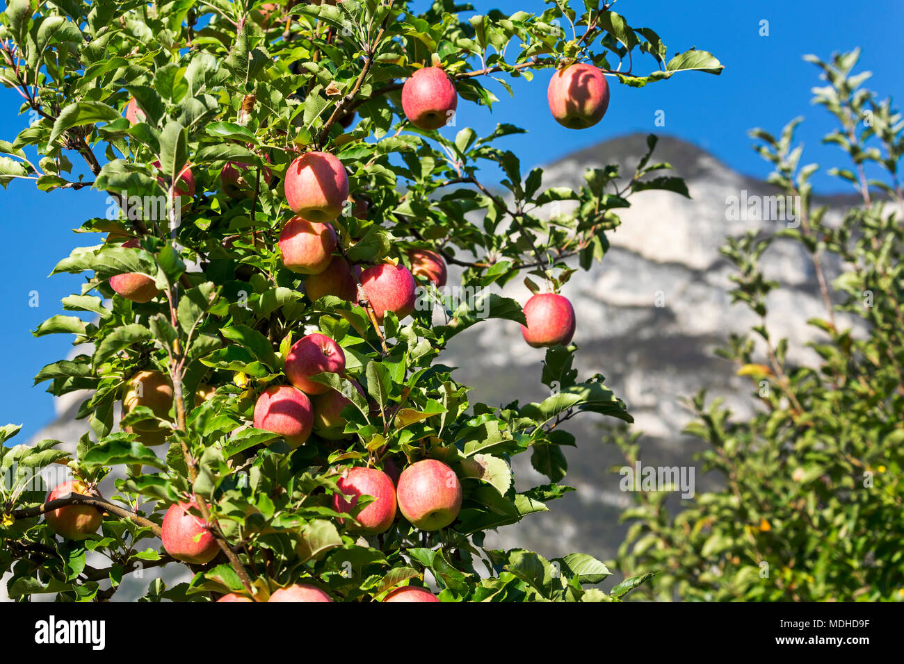 Apples hanging on the tree hi-res stock photography and images - Alamy