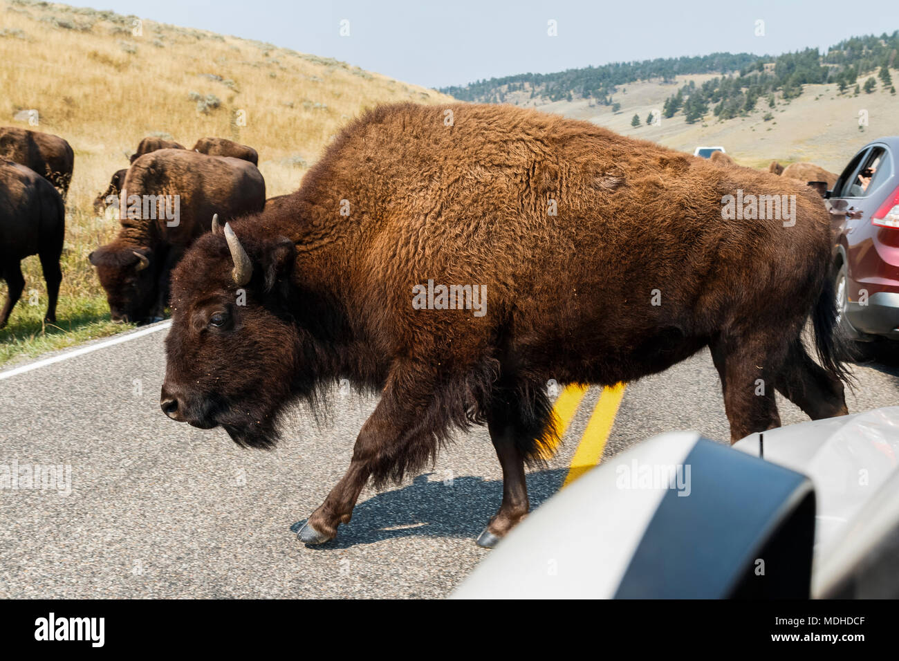 Yellowstone road hi-res stock photography and images - Alamy