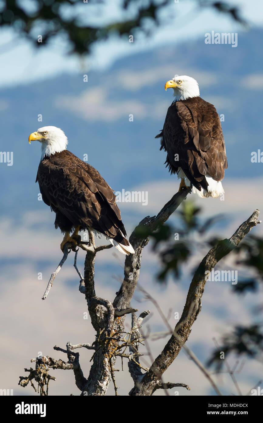 Bald eagle sitting in tree hi-res stock photography and images - Alamy