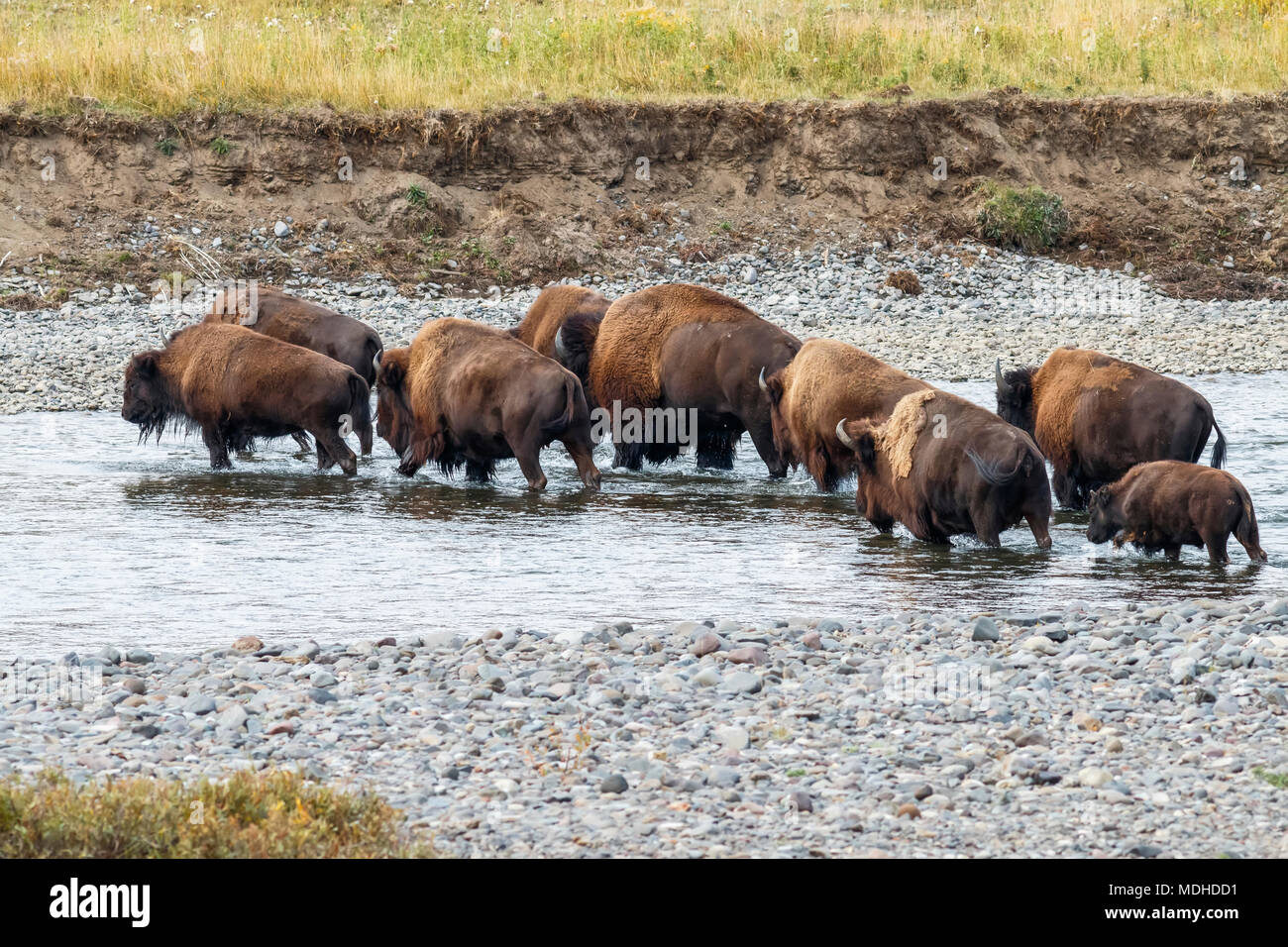 Bison bison herd walking hi-res stock photography and images - Alamy