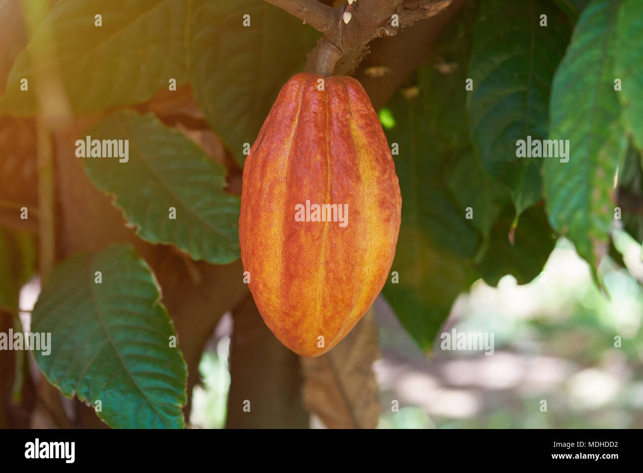 Clean orange color cacao pod. Raw chocolate theme Stock Photo - Alamy