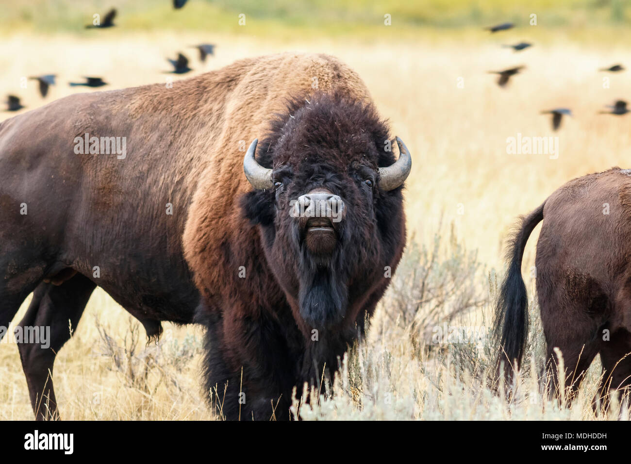 Buffalo in yellowstone park hi-res stock photography and images - Alamy