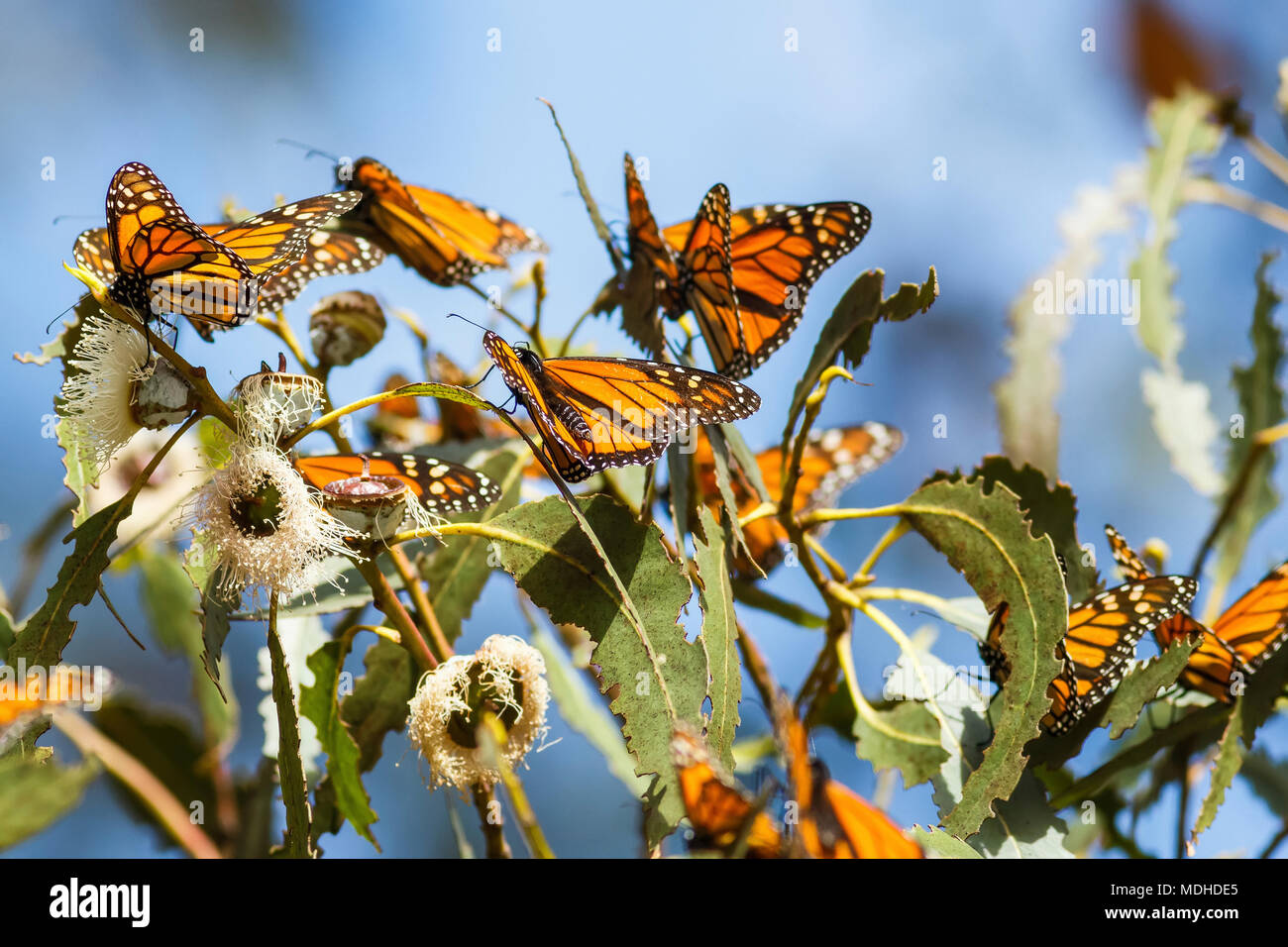 Monarch butterfly migration california hi-res stock photography and ...