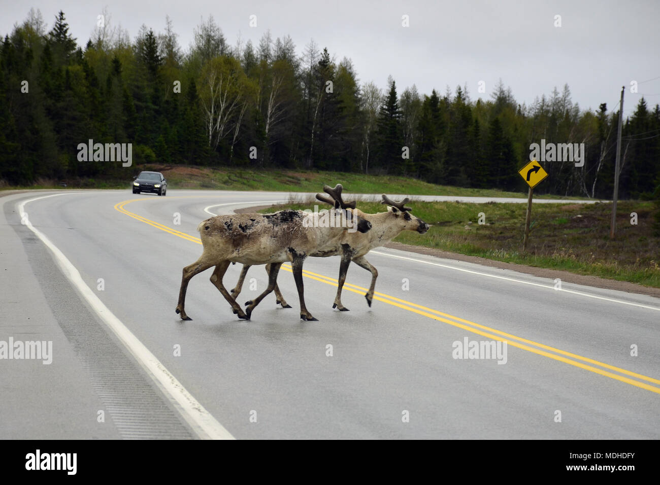 Woodland caribou hi-res stock photography and images - Alamy
