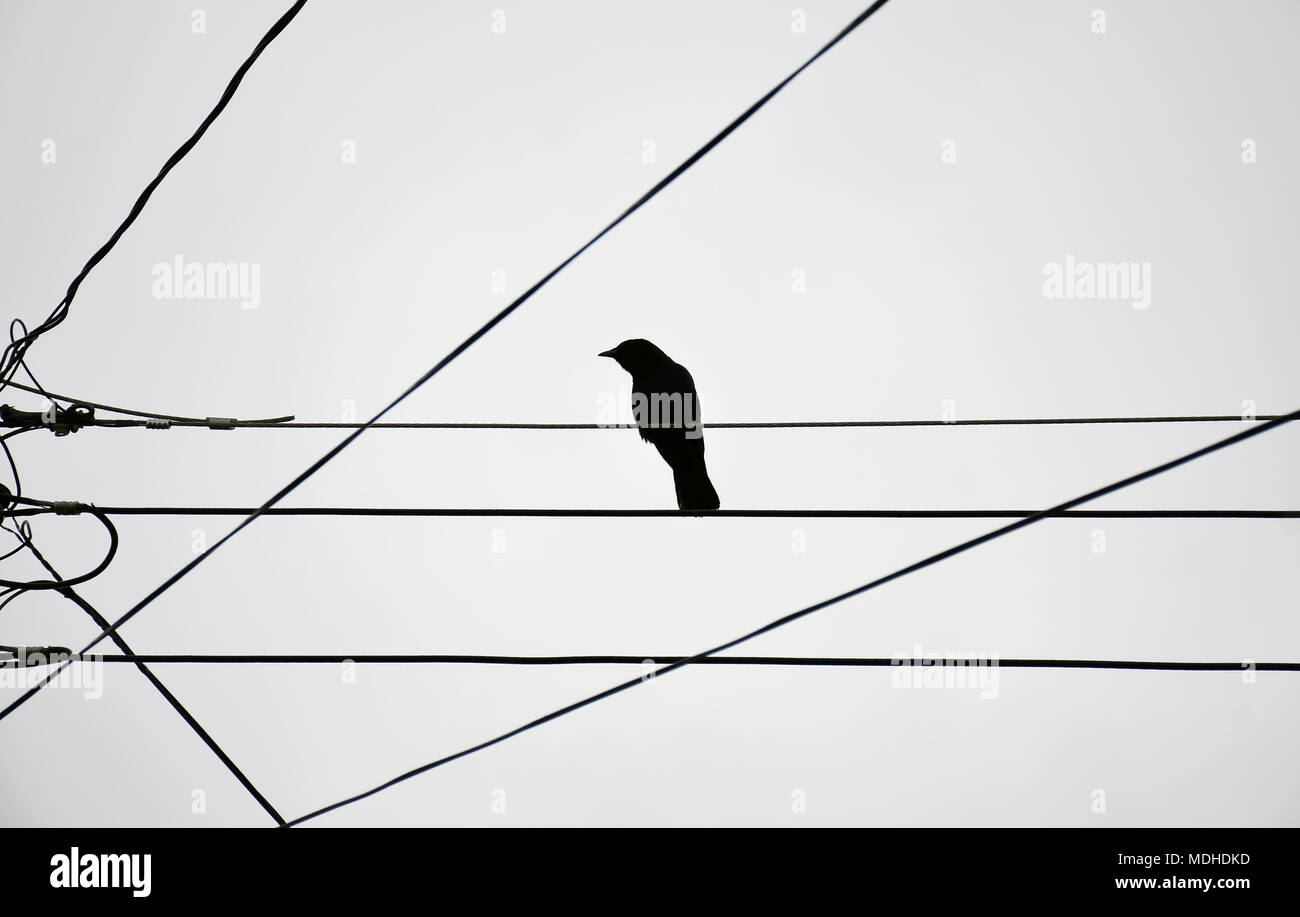 Crow on a wire hi-res stock photography and images - Alamy