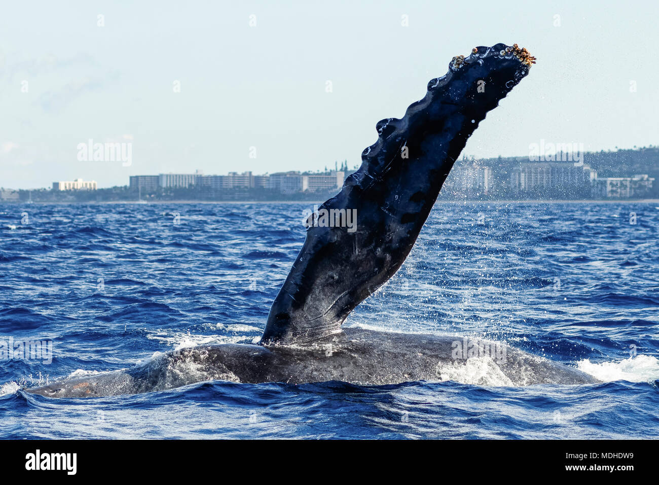 Humpback whale pectoral hi-res stock photography and images - Alamy