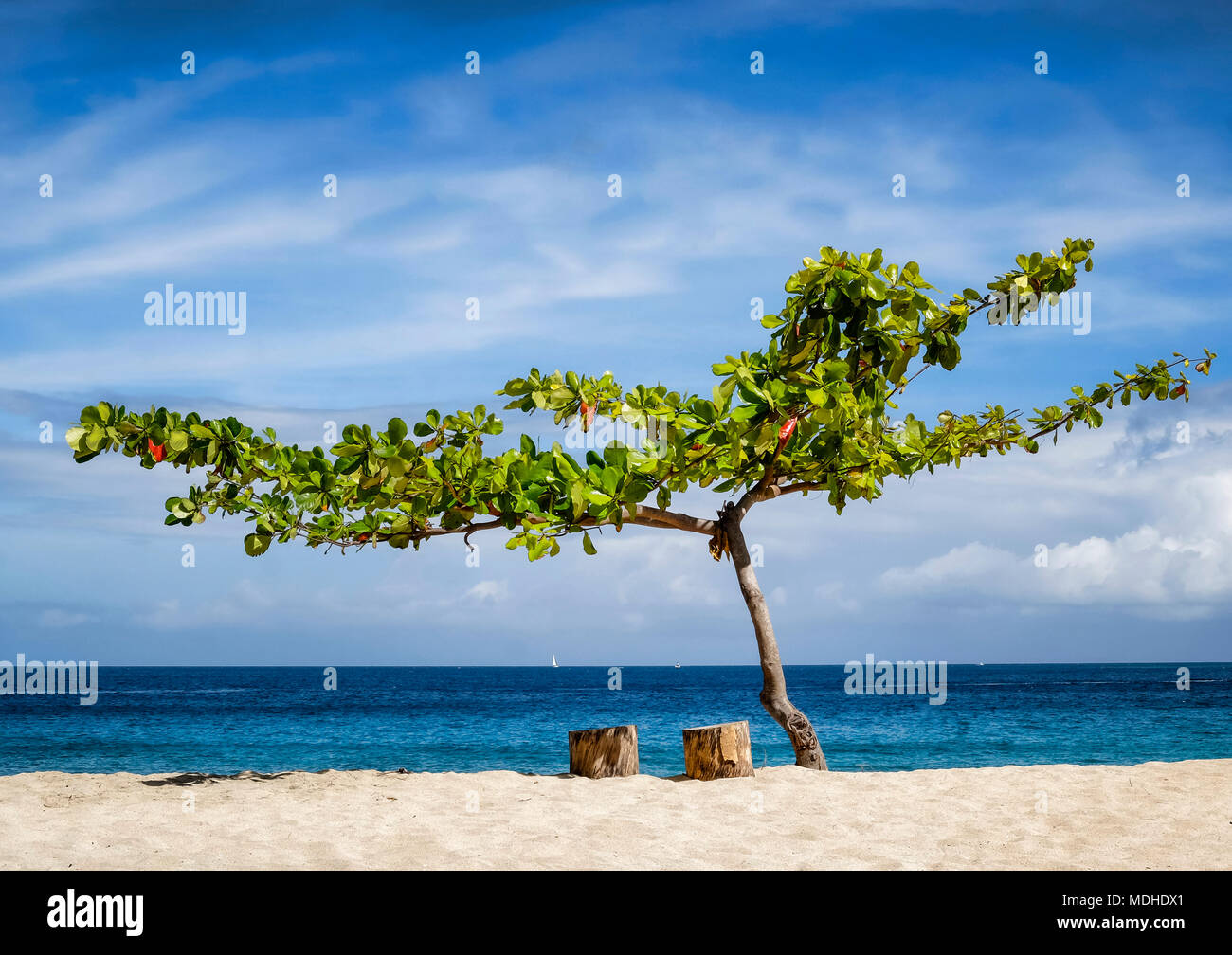 Tree stumps on beach hi-res stock photography and images - Alamy