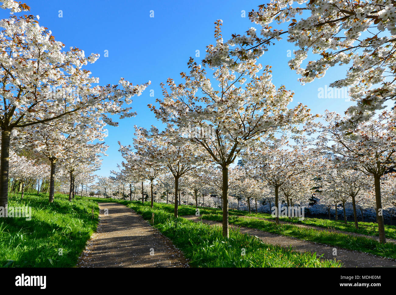 Garden with cherry tree hi-res stock photography and images - Alamy