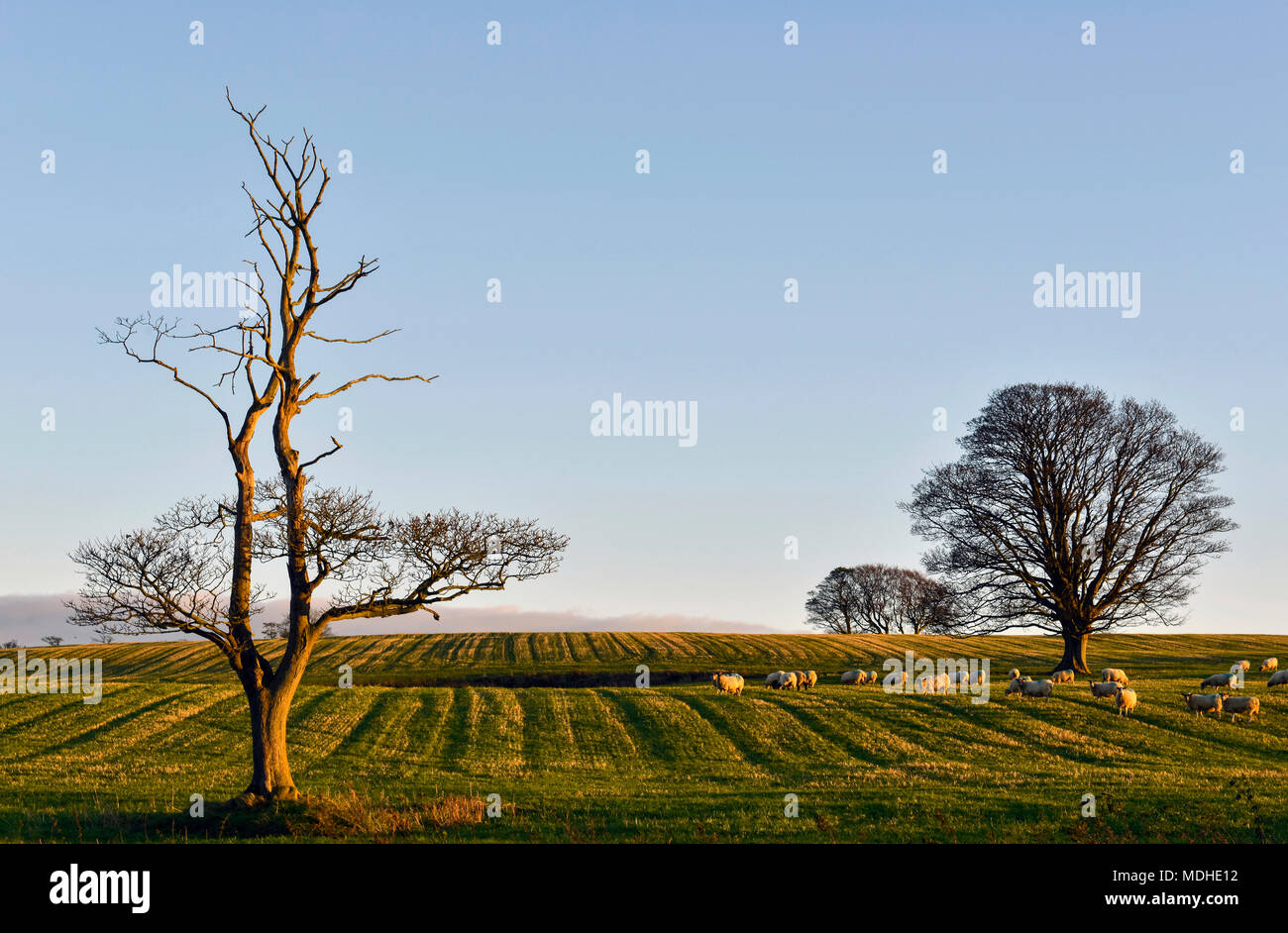 Shilbottle hi-res stock photography and images - Alamy