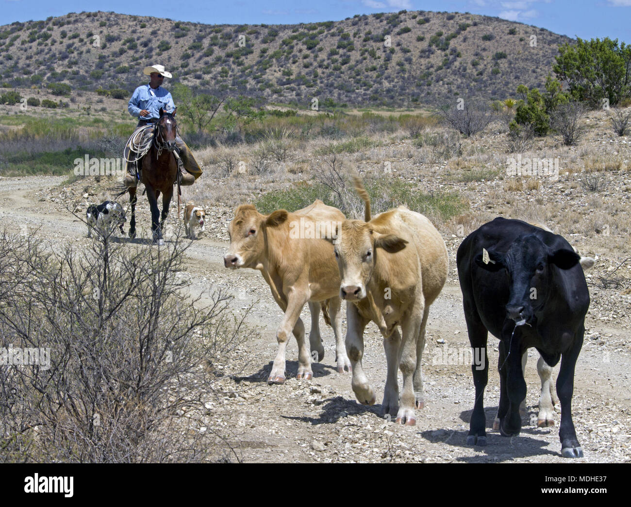 Cattle round-up before shipping on a West Texas ranch Stock Photo - Alamy