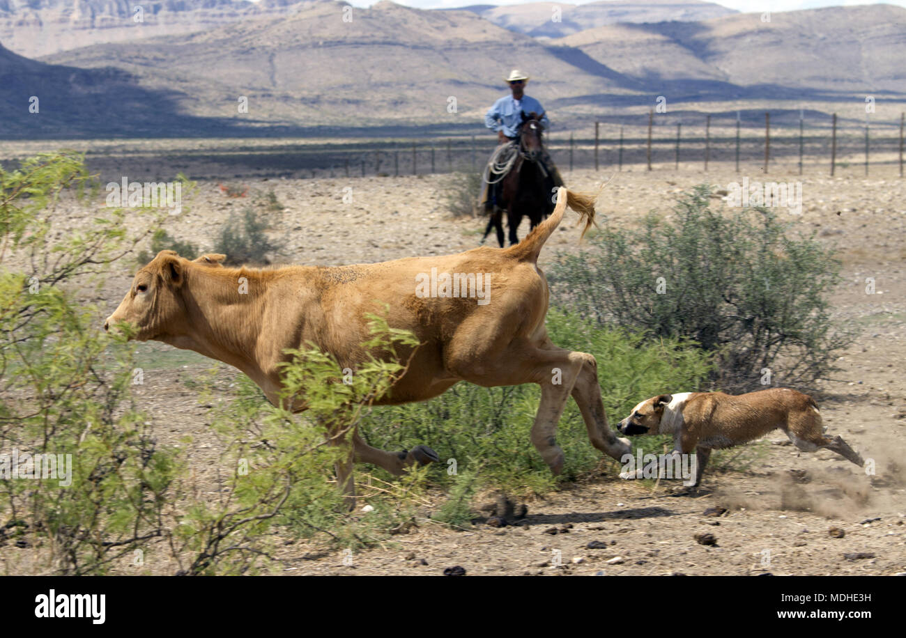 Roping Wild Cattle