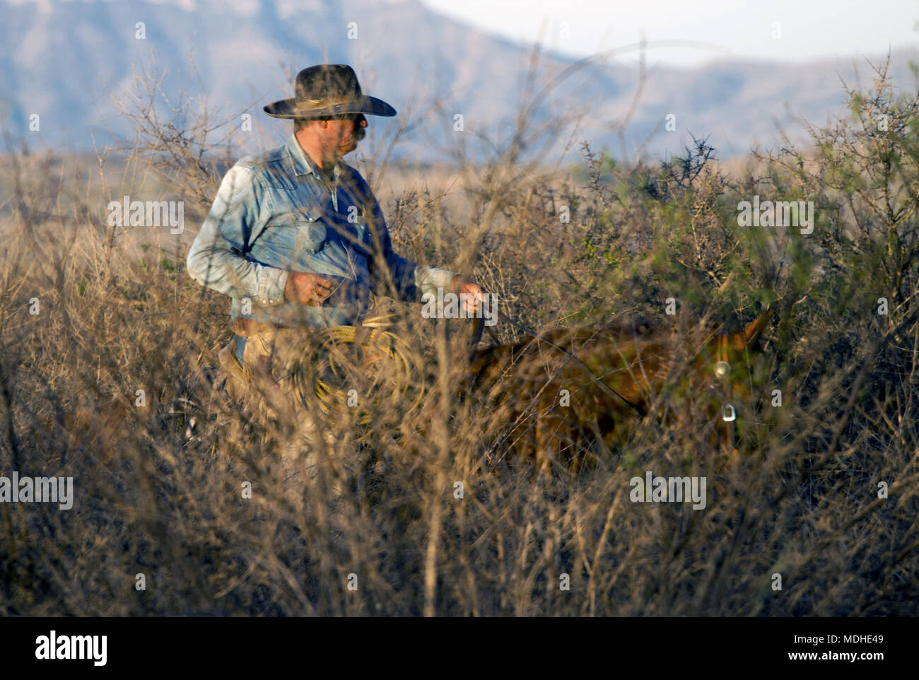 Cowboy looking for stray cattle on a West Texas ranch Stock Photo - Alamy