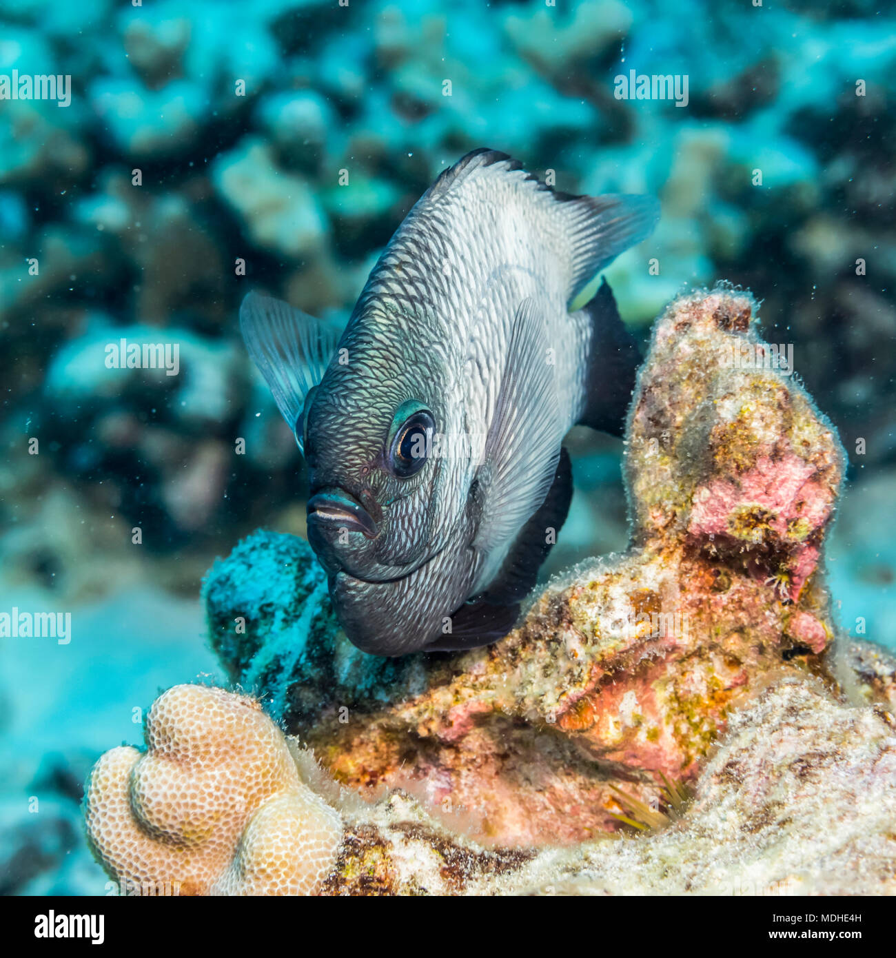 The endemic Hawaiian Dascyllus (Dascyllus albisella) photographed while ...