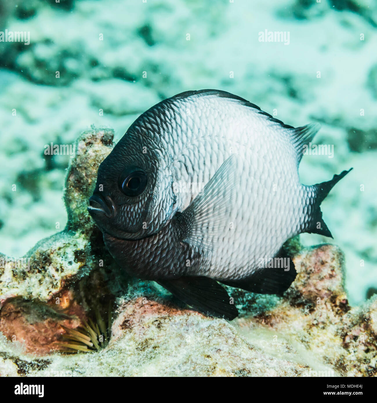 Hawaiian reef fish hi-res stock photography and images - Alamy