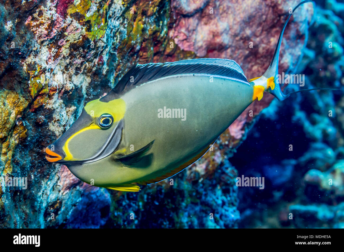 Orangespine Unicornfish (Naso lituratus) photographed while scuba ...