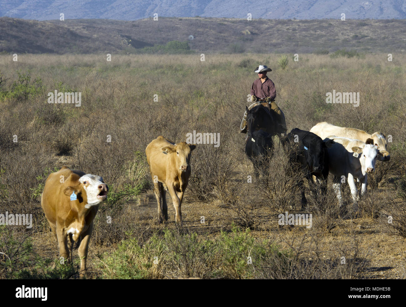 Cattle round-up before shipping on a West Texas ranch Stock Photo - Alamy