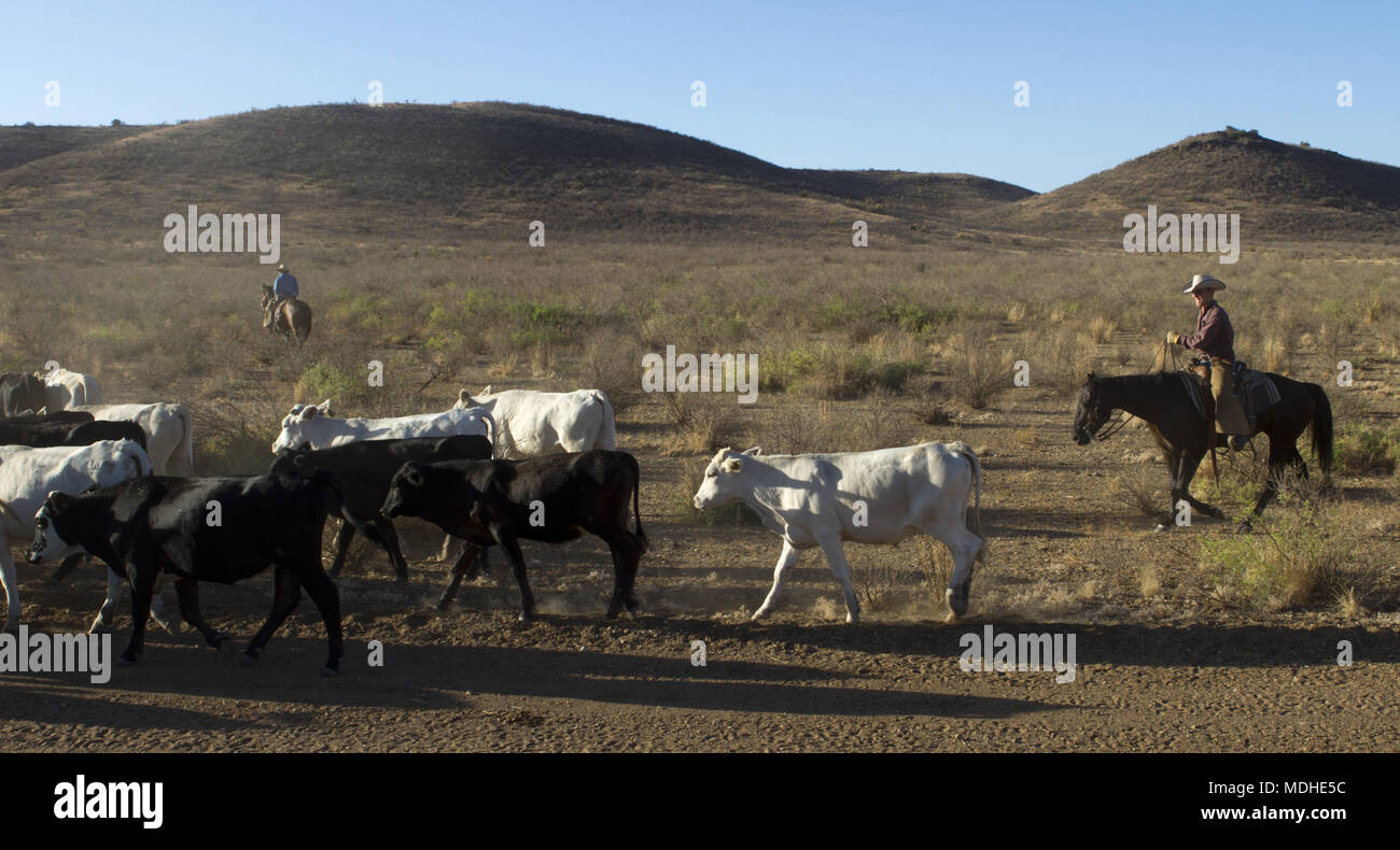 Cattle round up american west hi-res stock photography and images - Alamy