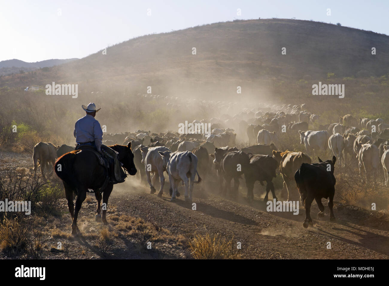 Cattle round-up before shipping on a West Texas ranch Stock Photo - Alamy
