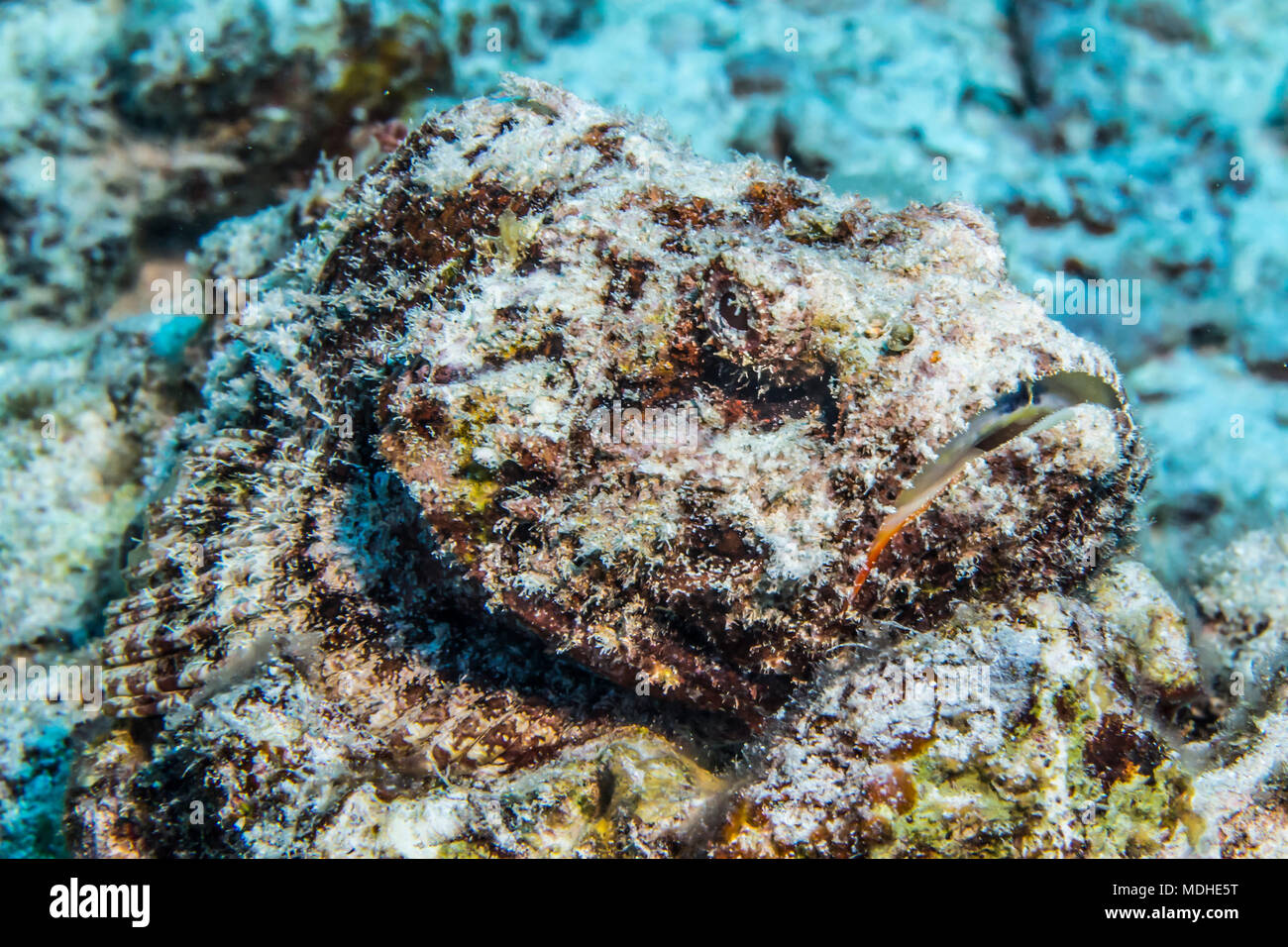 Devil Scorpionfish (Scorpaenopsis diabolus) ready to ambush its prey ...